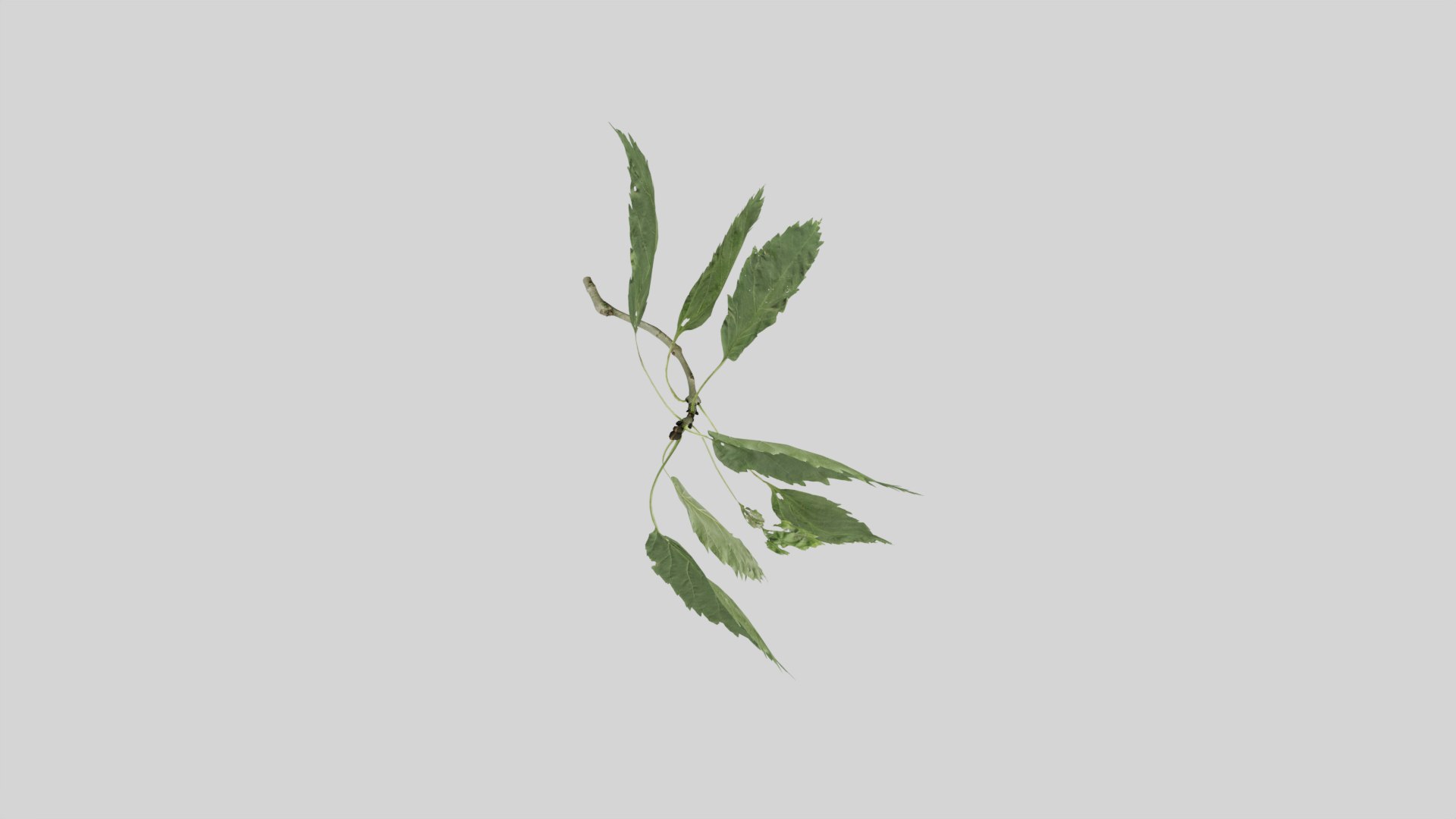Fraxinus Excelsior Diversifolia One Leaved Ash Twig 3D Model For ...