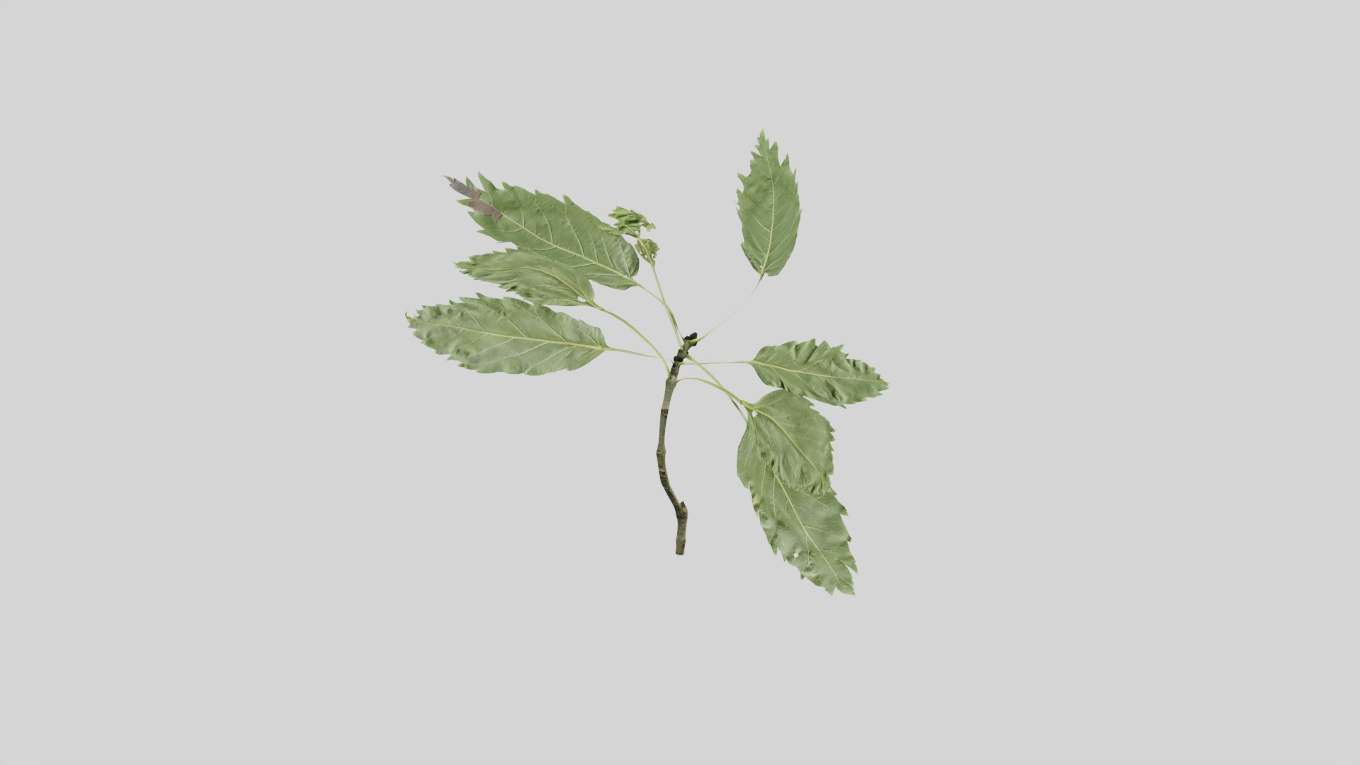 Fraxinus Excelsior Diversifolia One Leaved Ash Twig 3D Model For ...