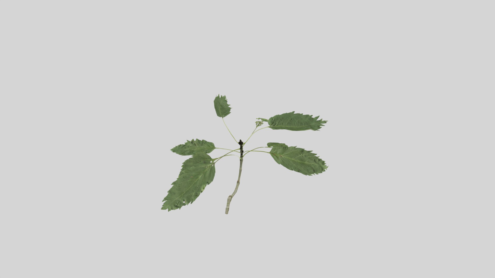 Fraxinus Excelsior Diversifolia One Leaved Ash Twig 3D Model For ...