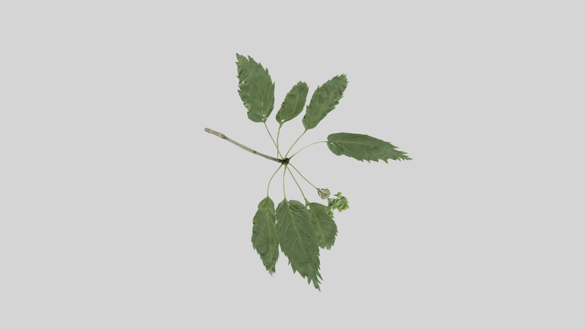 Fraxinus Excelsior Diversifolia One Leaved Ash Twig 3D Model For ...