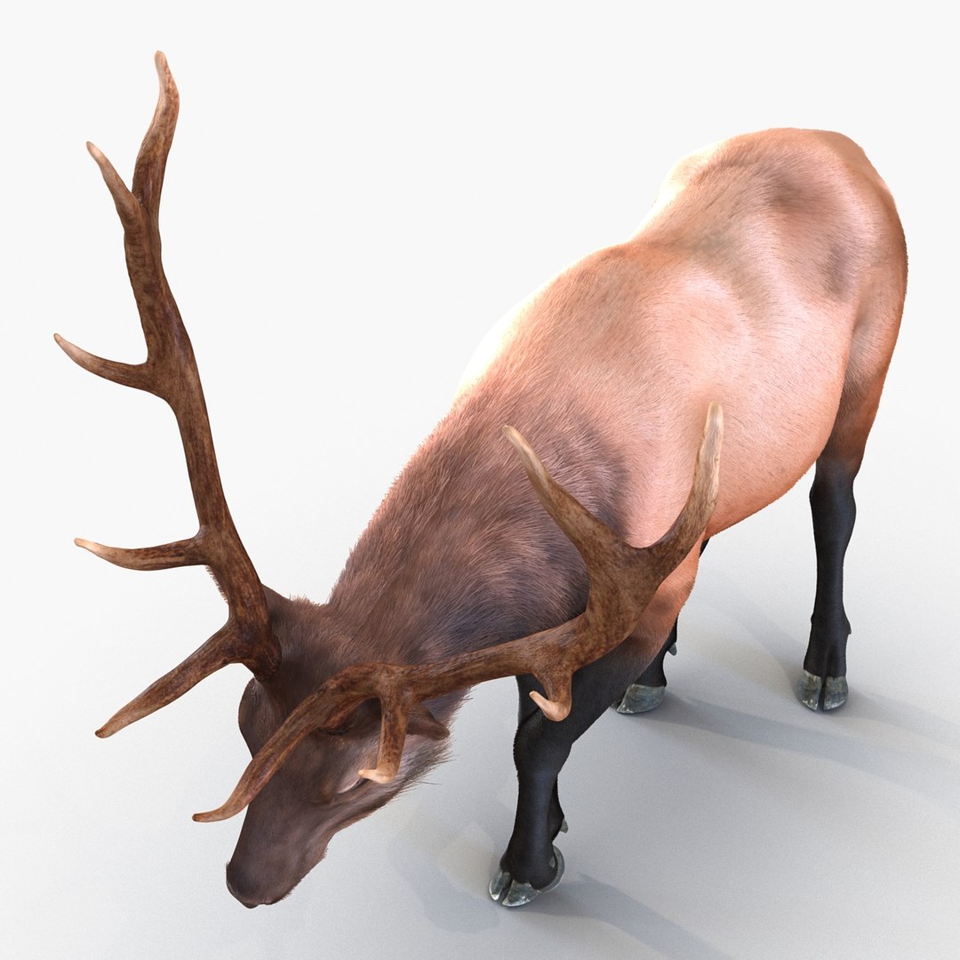 3ds Max Elk Pose 4 Fur