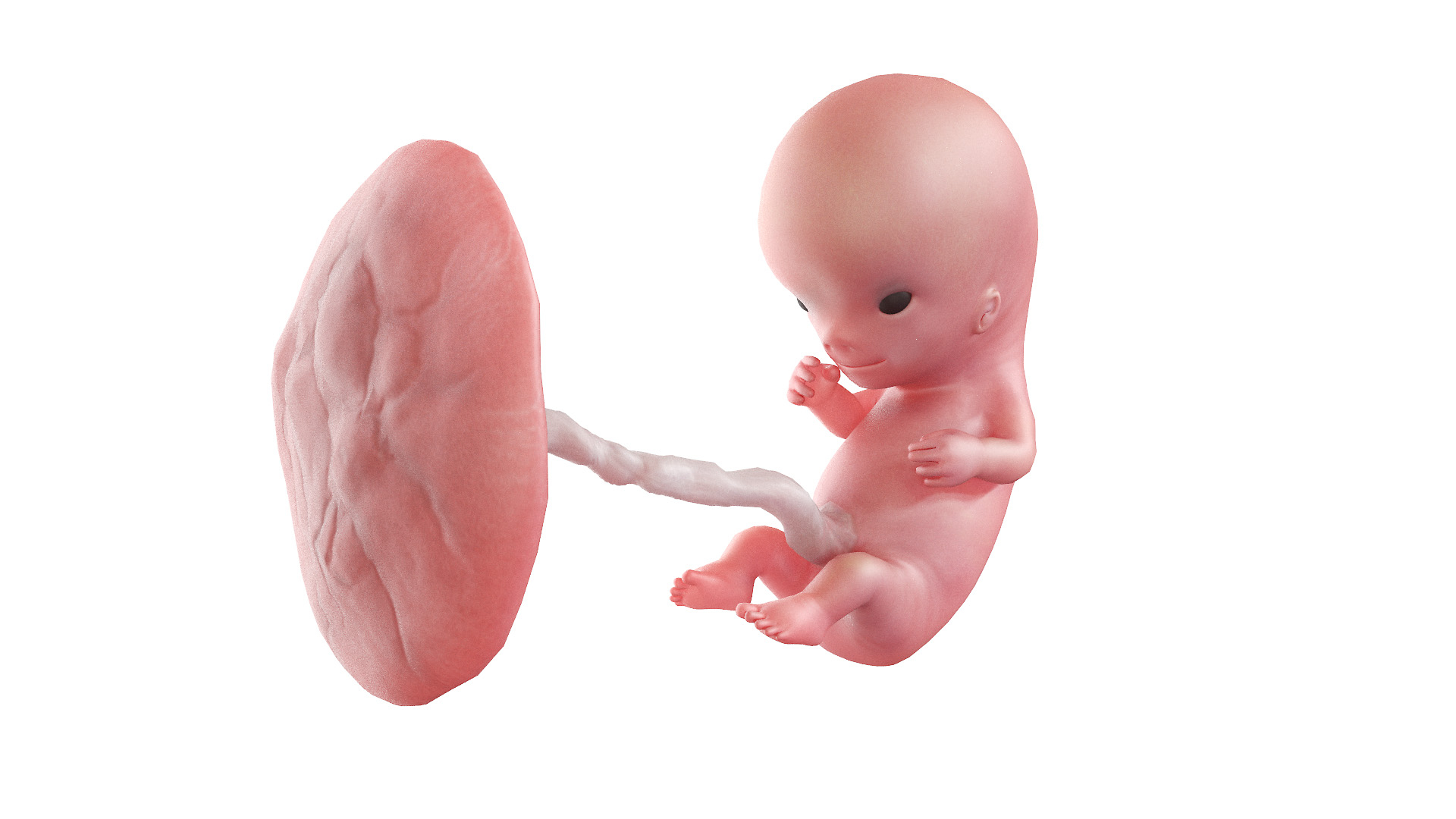 3D Model Fetus Week 10 Static - TurboSquid 1874929