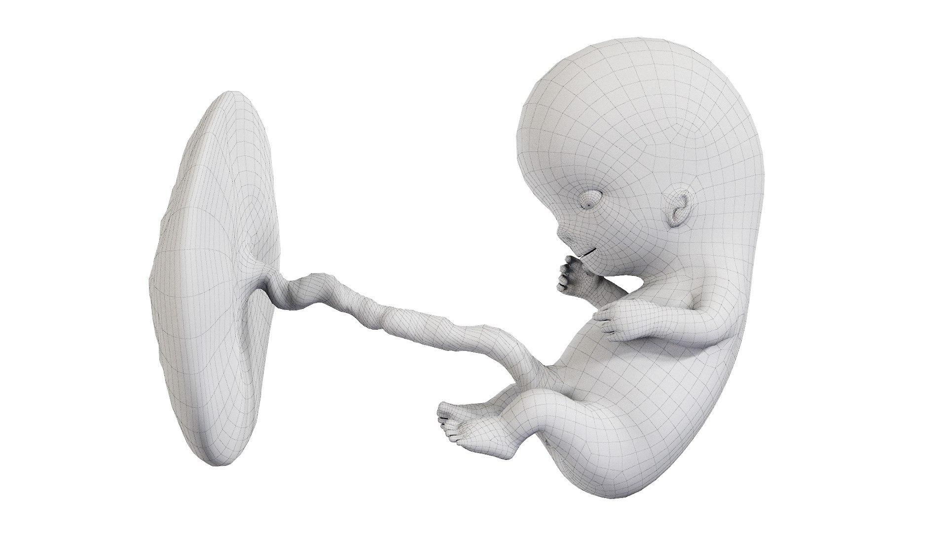 3D Model Fetus Week 10 Static - TurboSquid 1874929