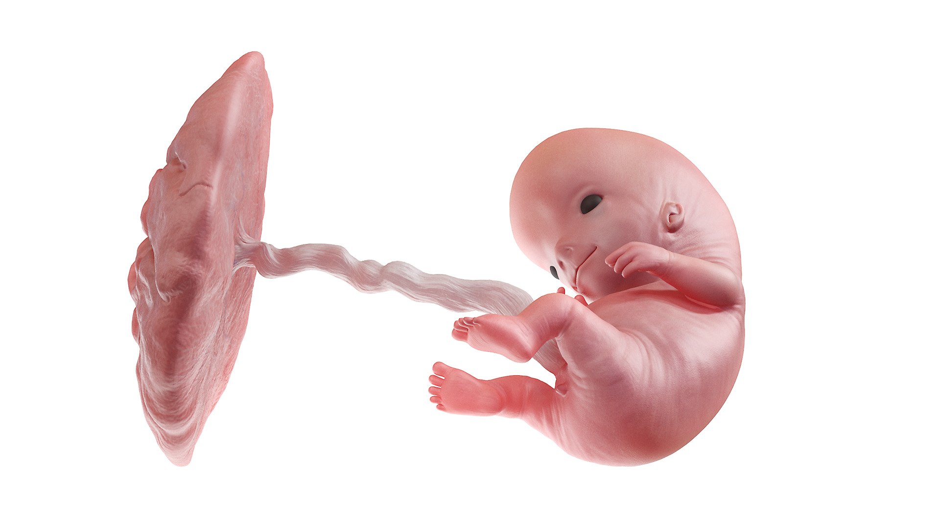 3D Model Fetus Week 10 Static - TurboSquid 1874929