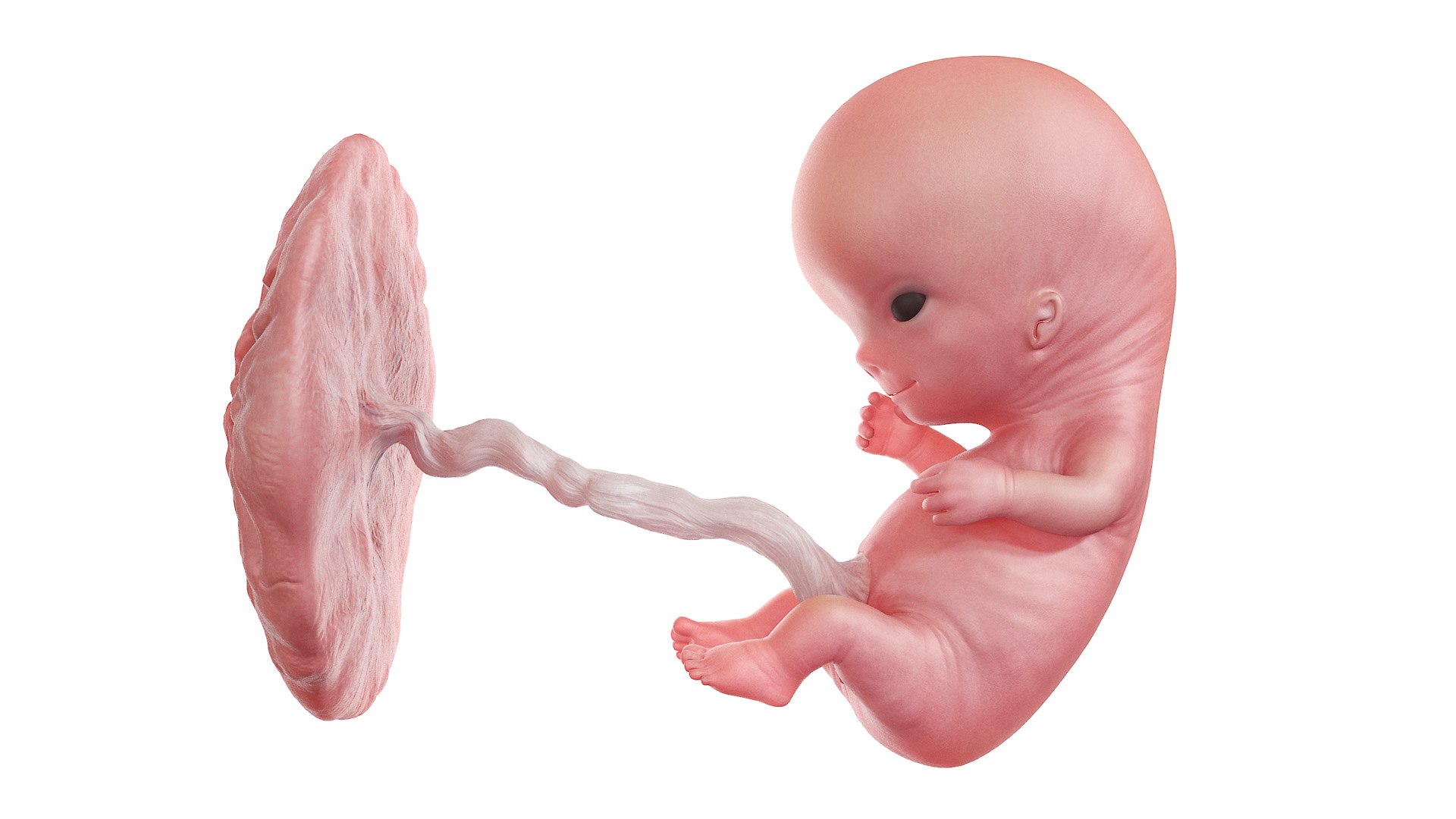 3D Model Fetus Week 10 Static - TurboSquid 1874929