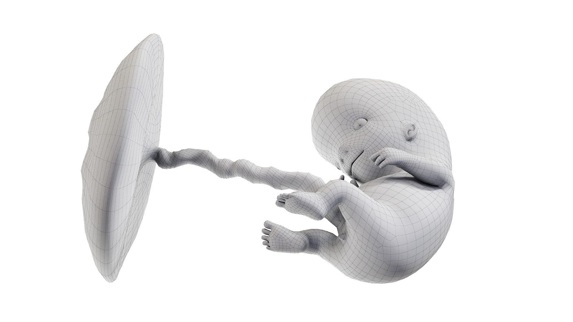 3D Model Fetus Week 10 Static - TurboSquid 1874929