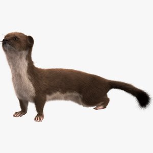 Weasel 3D Models for Download | TurboSquid