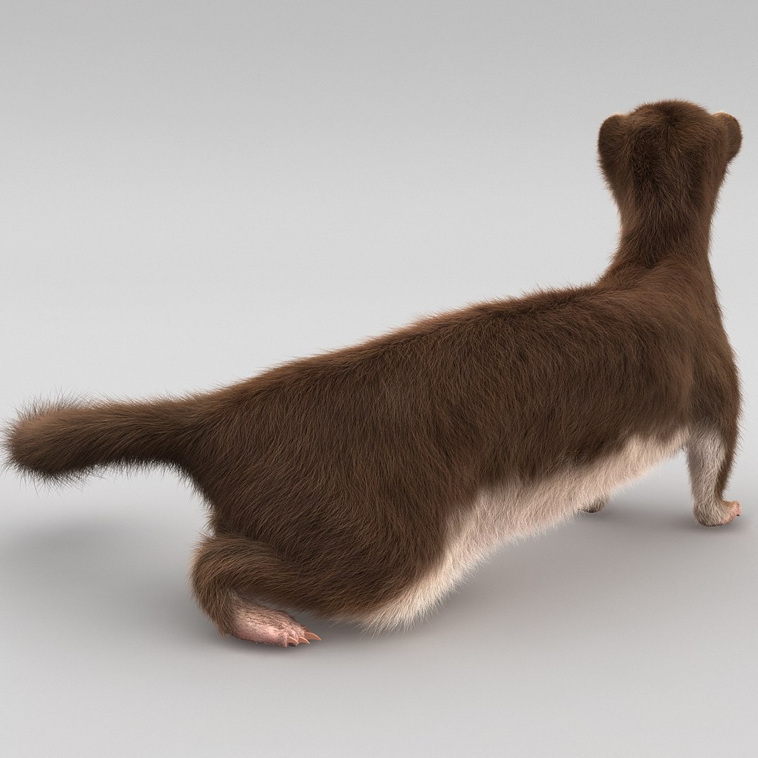 3d model weasel pose 4 fur