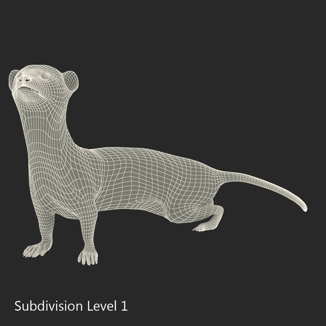 3d Model Weasel Pose 4 Fur