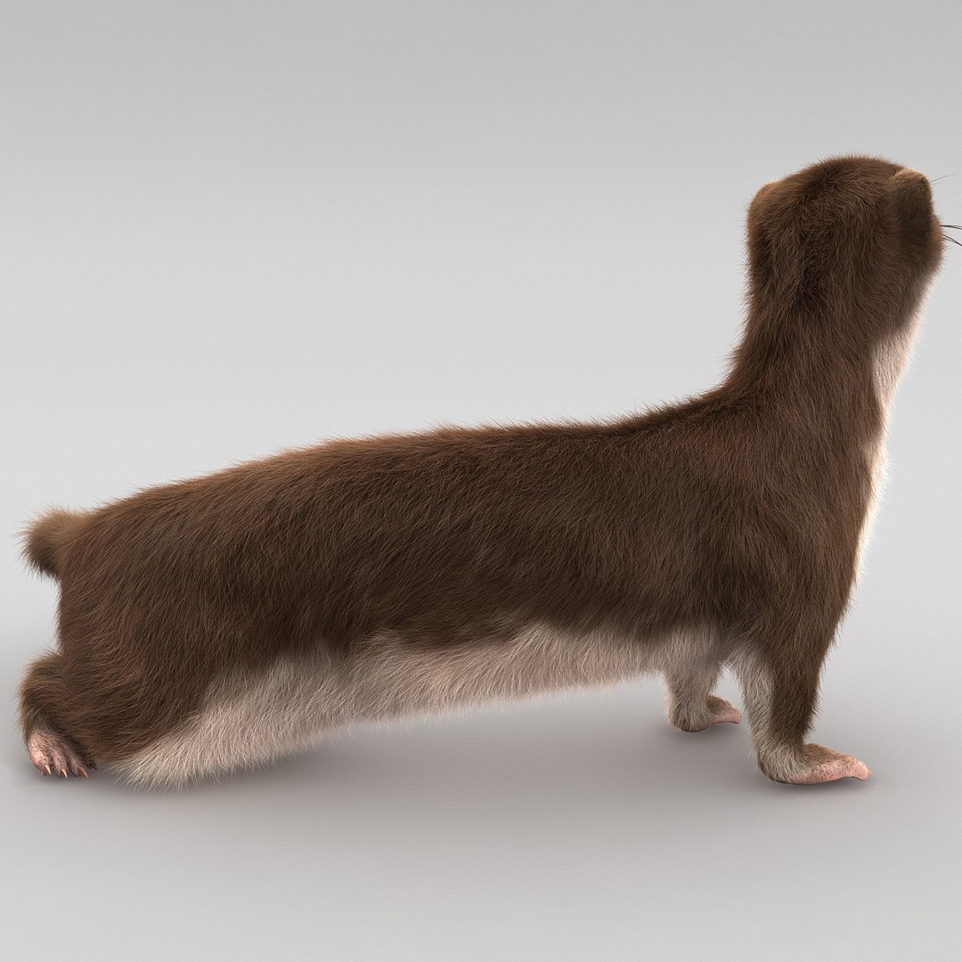 3d Model Weasel Pose 4 Fur