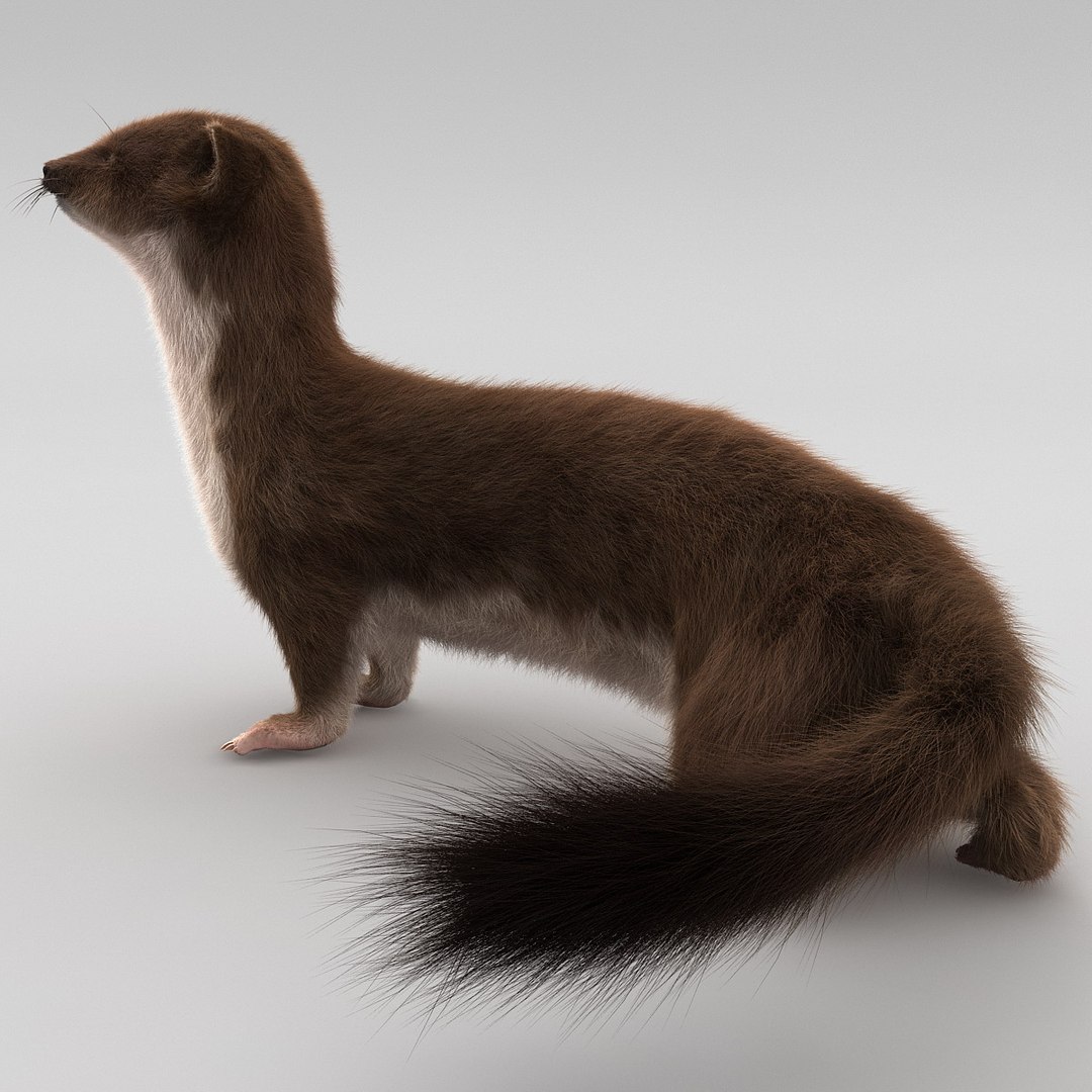 3d Model Weasel Pose 4 Fur
