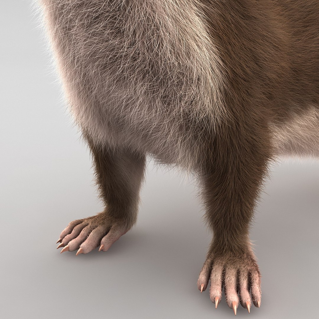 3d Model Weasel Pose 4 Fur