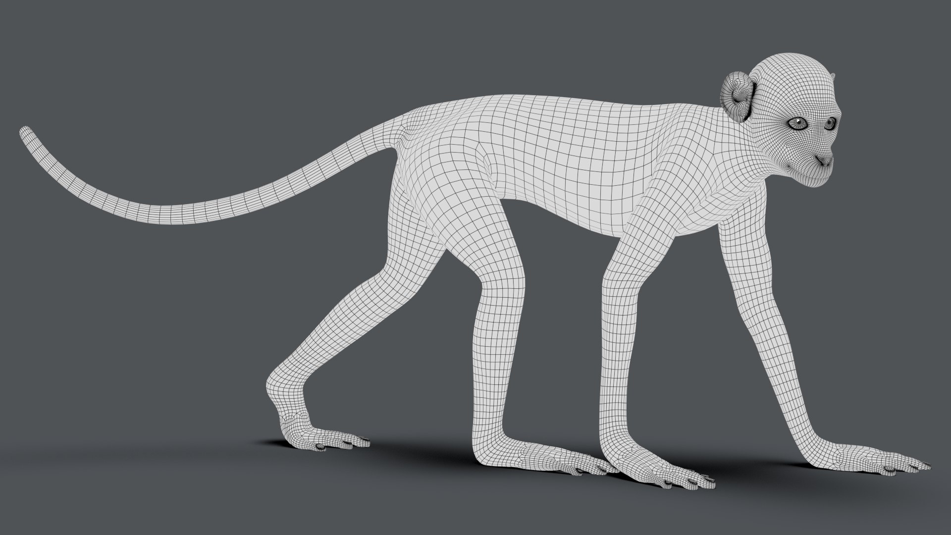 3D Model Monkey Ververt Fur Rigged - TurboSquid 1707335
