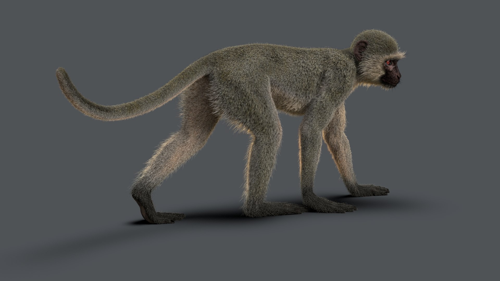 3D Model Monkey Ververt Fur Rigged - TurboSquid 1707335