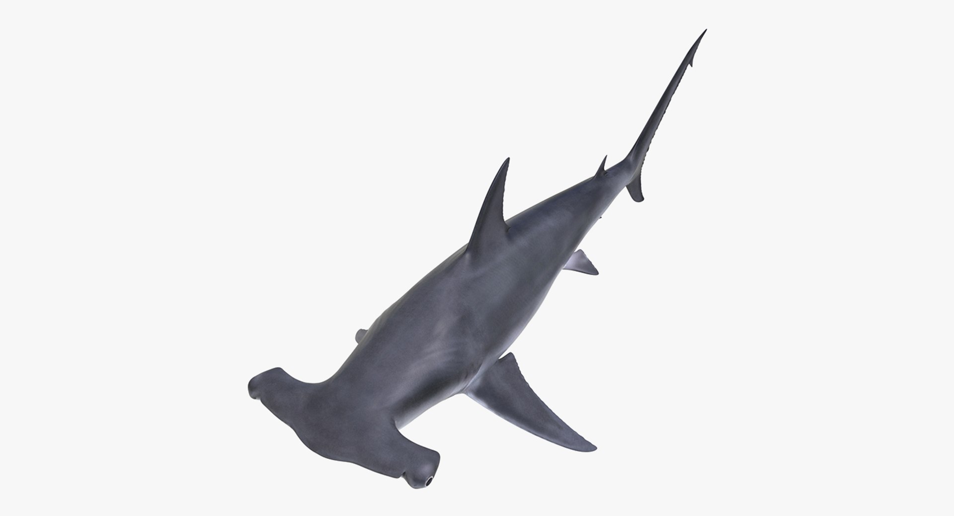 3D rigged sharks 6 - TurboSquid 1438423