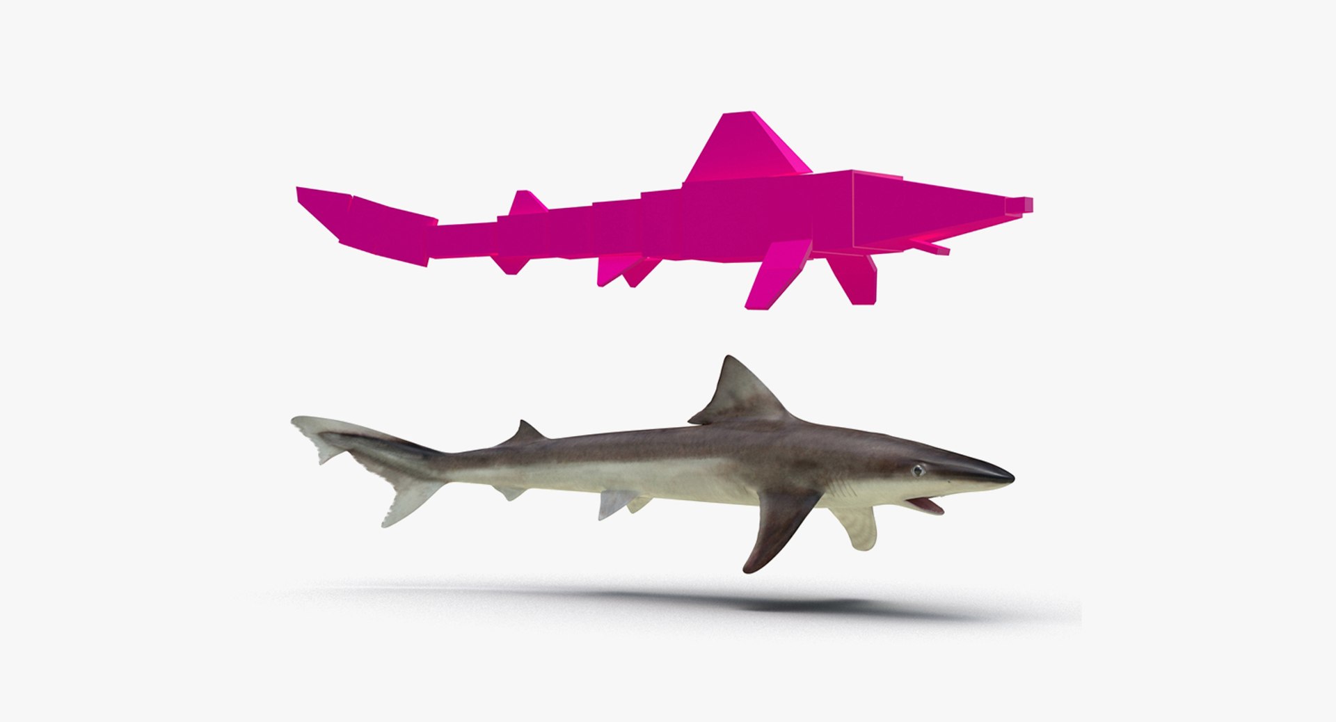 3D rigged sharks 6 - TurboSquid 1438423