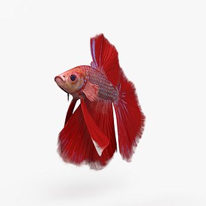 Betta 3D Models for Download | TurboSquid