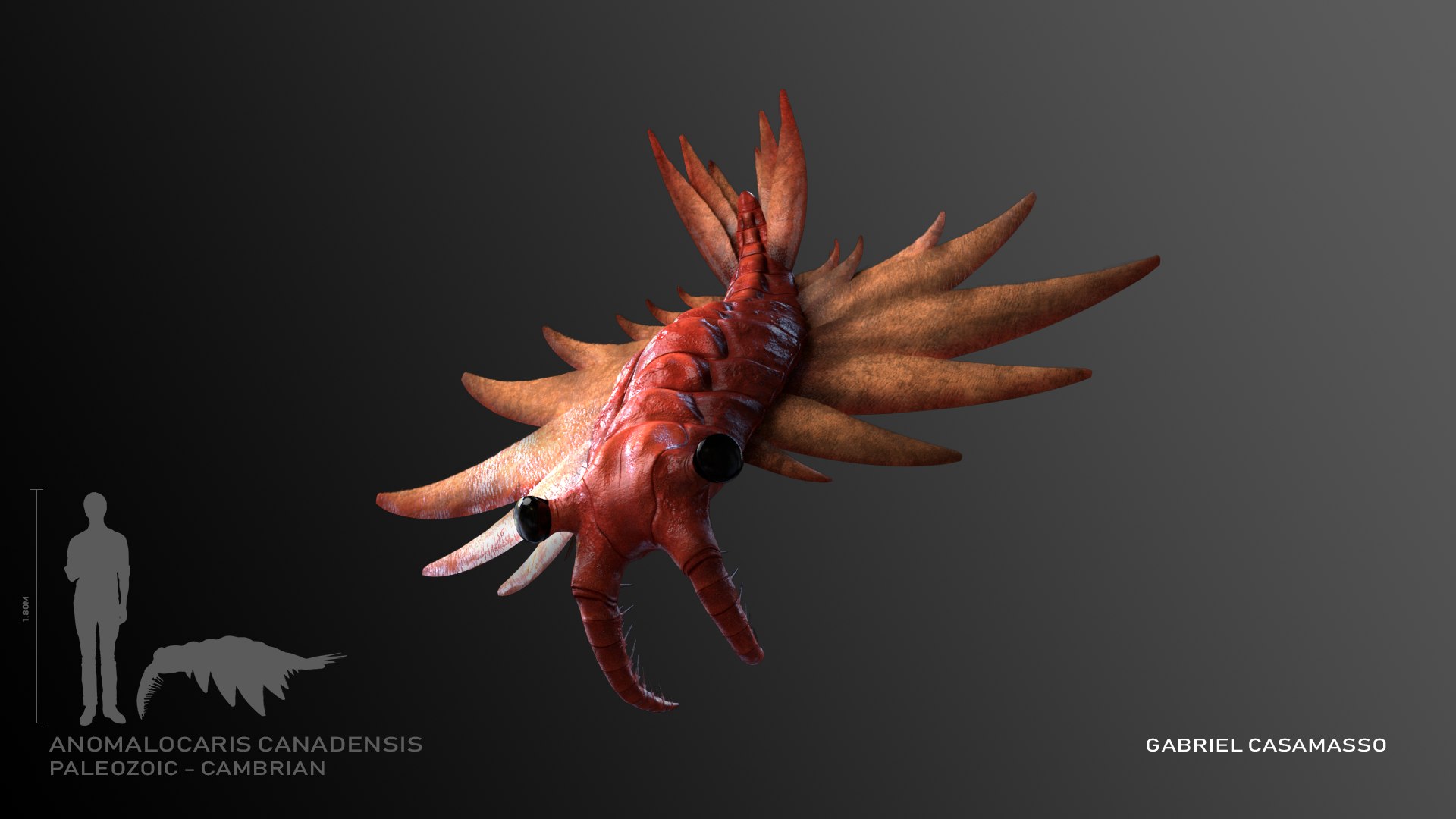 3D Anomalocaris Canadensis - TurboSquid 1319007