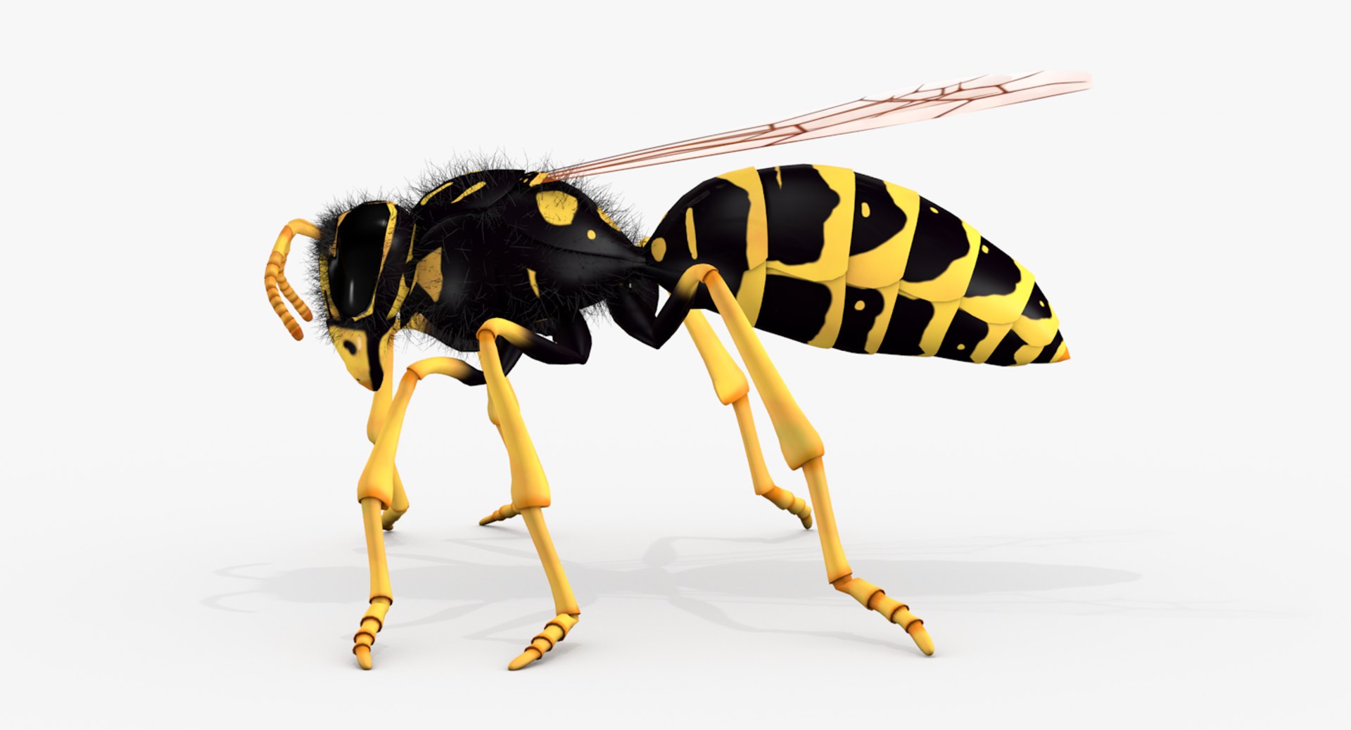 Realistic Wasp 3d Model
