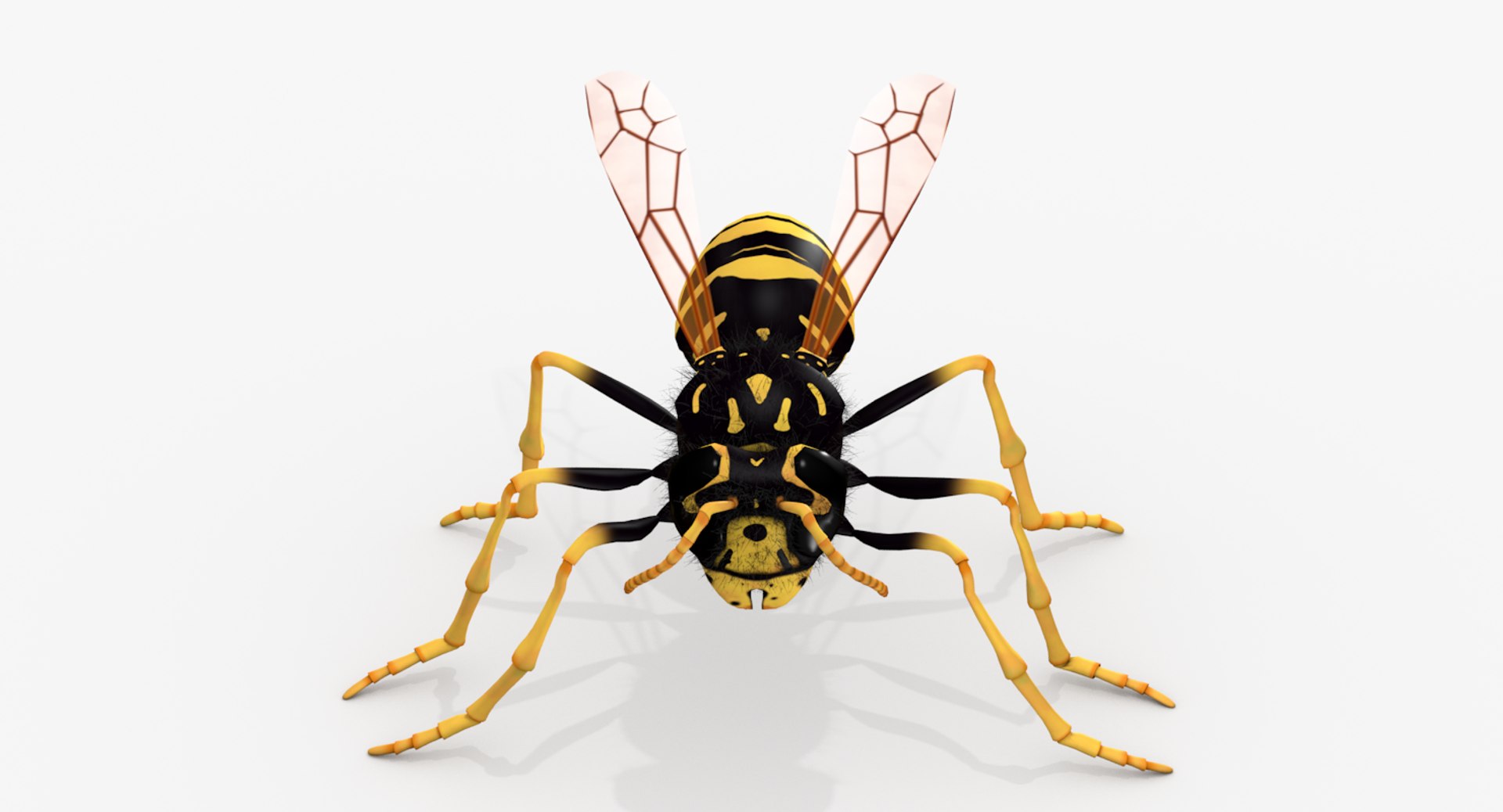 Realistic Wasp 3d Model