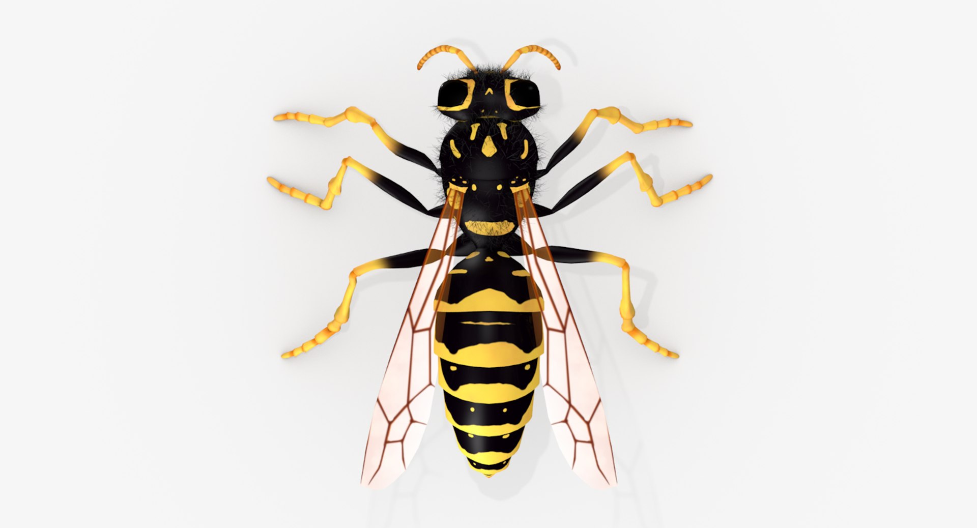 Realistic Wasp 3d Model