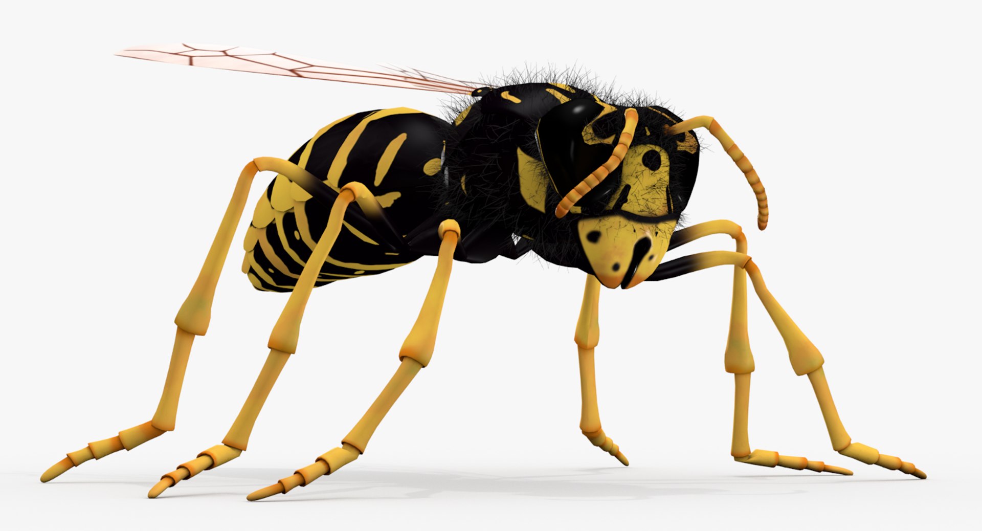 Realistic Wasp 3d Model