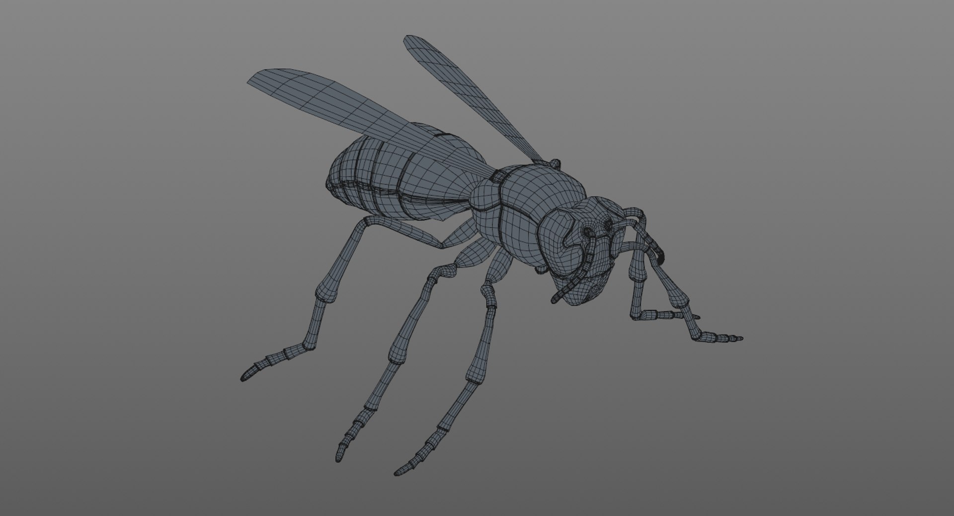 Realistic Wasp 3d Model