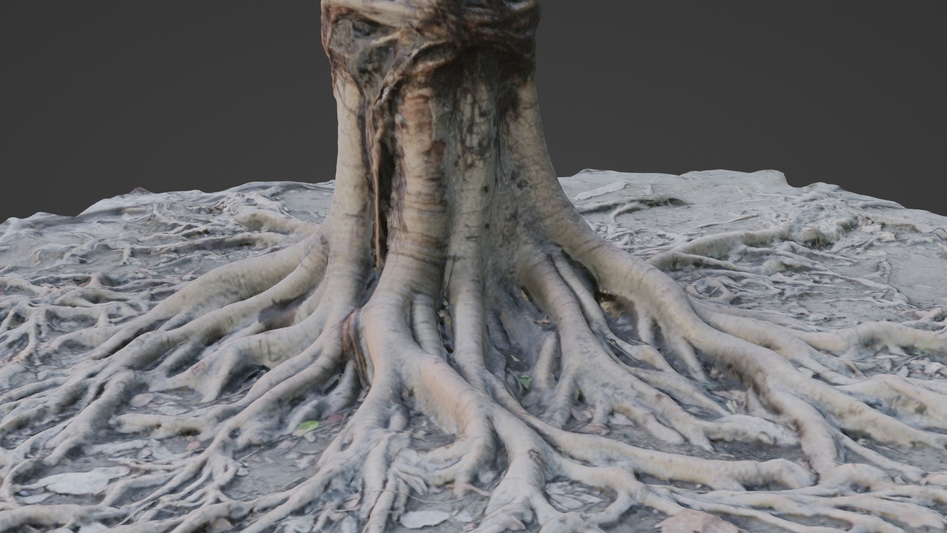 Tree Scanned Roots 3D Model - TurboSquid 2317072