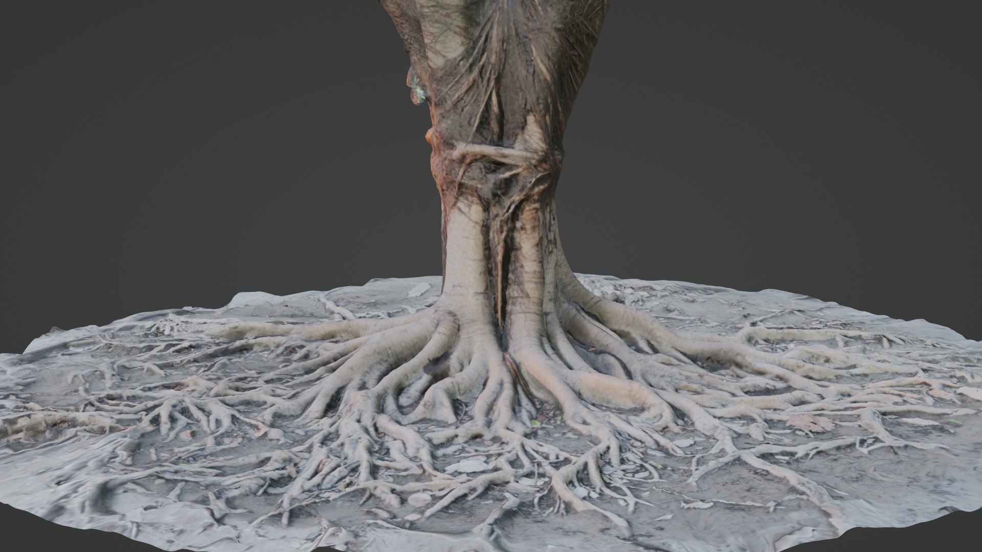 Tree Scanned Roots 3D Model - TurboSquid 2317072