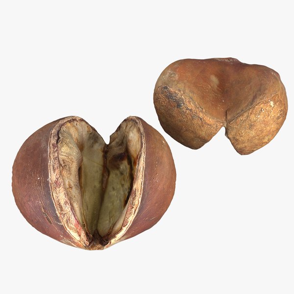 Chestnut 3D Models for Download | TurboSquid