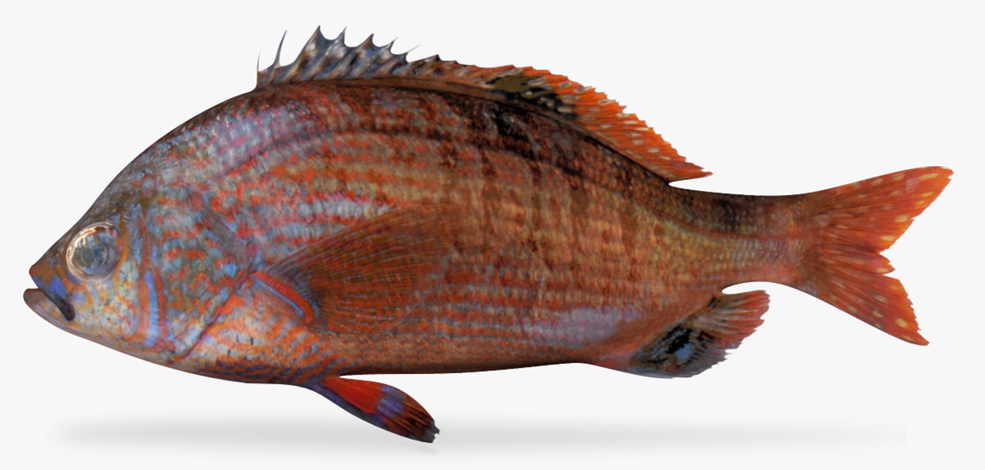 Rainbow Seaperch Perch 3D Model | 1145283 | TurboSquid