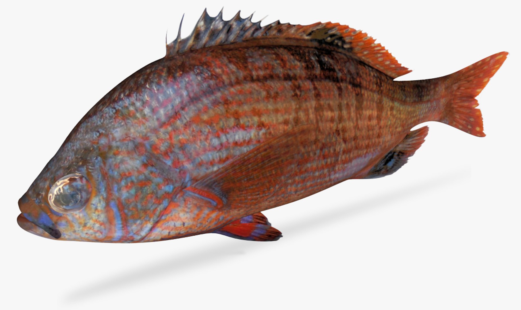Rainbow Seaperch Perch 3D Model | 1145283 | TurboSquid
