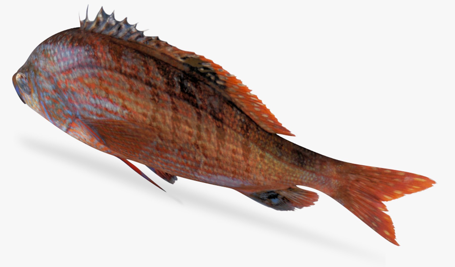 Rainbow Seaperch Perch 3D Model | 1145283 | TurboSquid