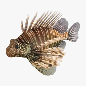3D Zebrafish Models | TurboSquid