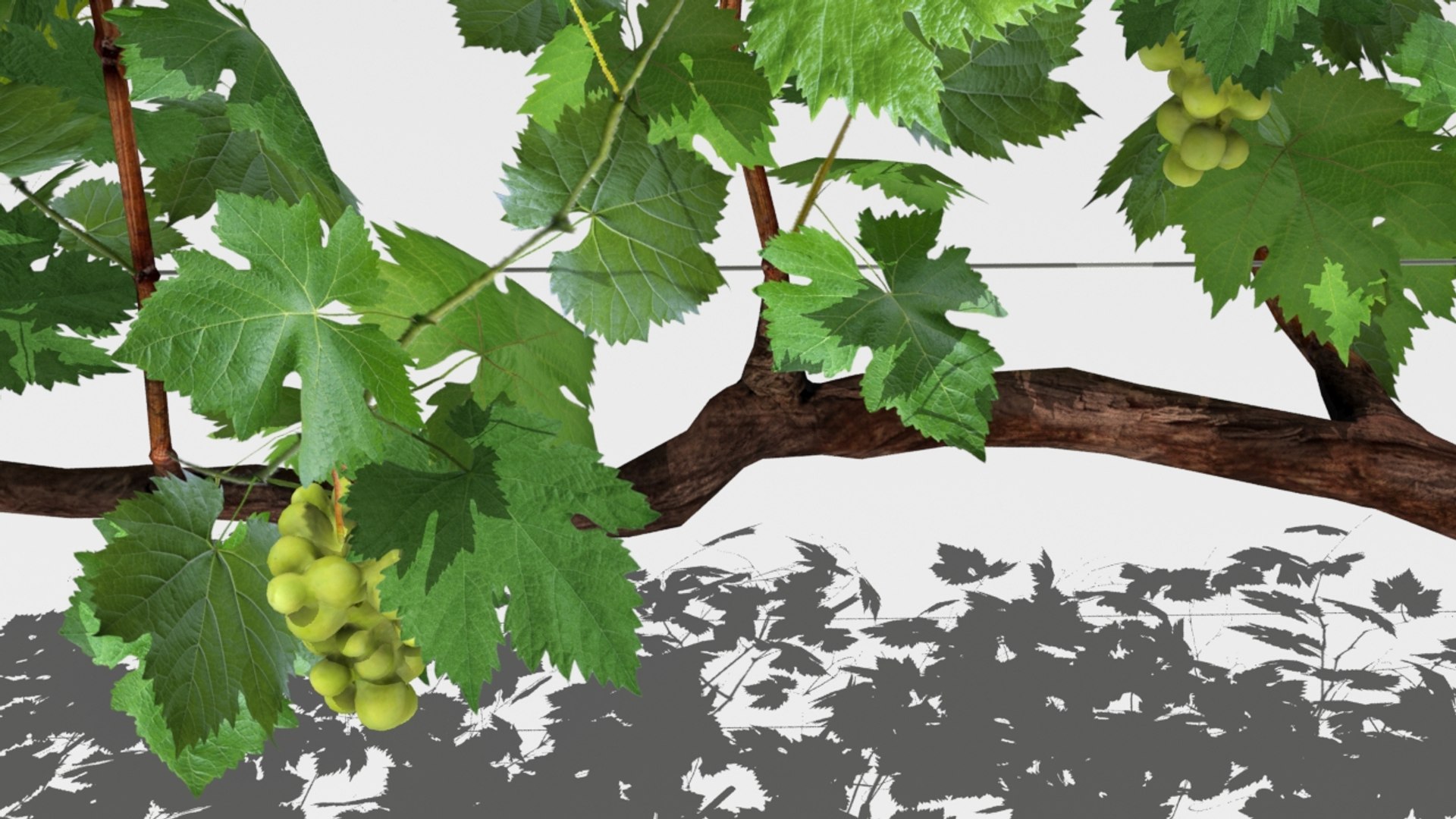 3D Vineyard Grapes Model - TurboSquid 1419013