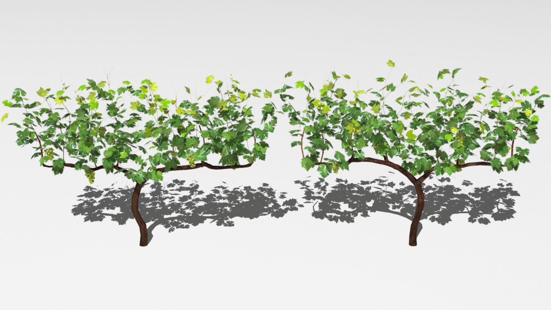 3D Vineyard Grapes Model - TurboSquid 1419013