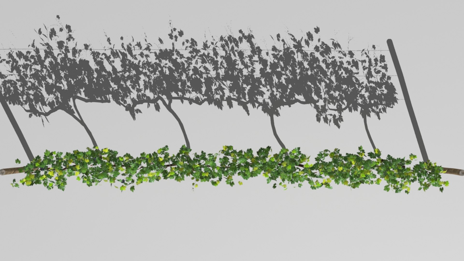 3D Vineyard Grapes Model - TurboSquid 1419013