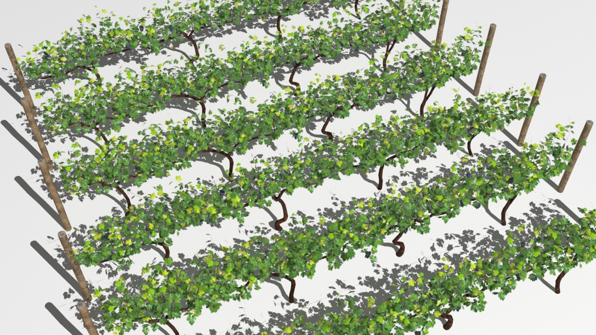 3D Vineyard Grapes Model - TurboSquid 1419013