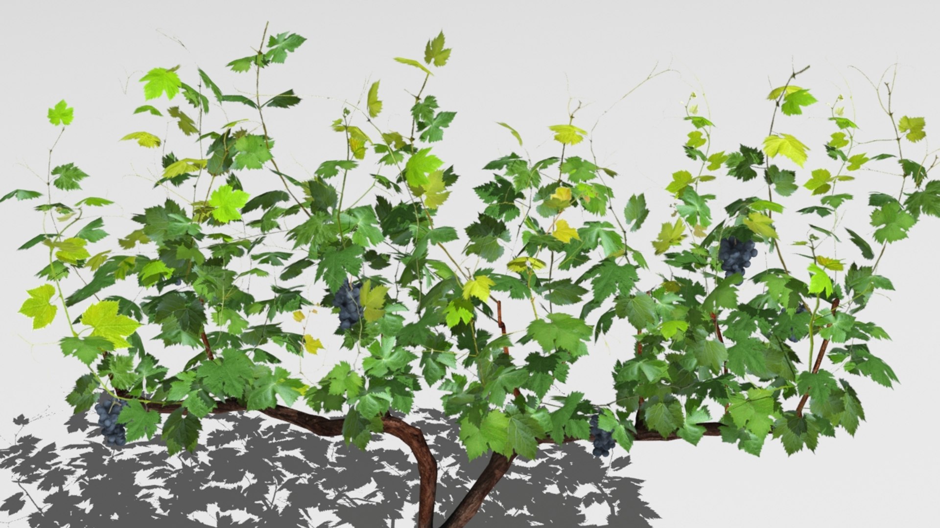 3D Vineyard Grapes Model - TurboSquid 1419013