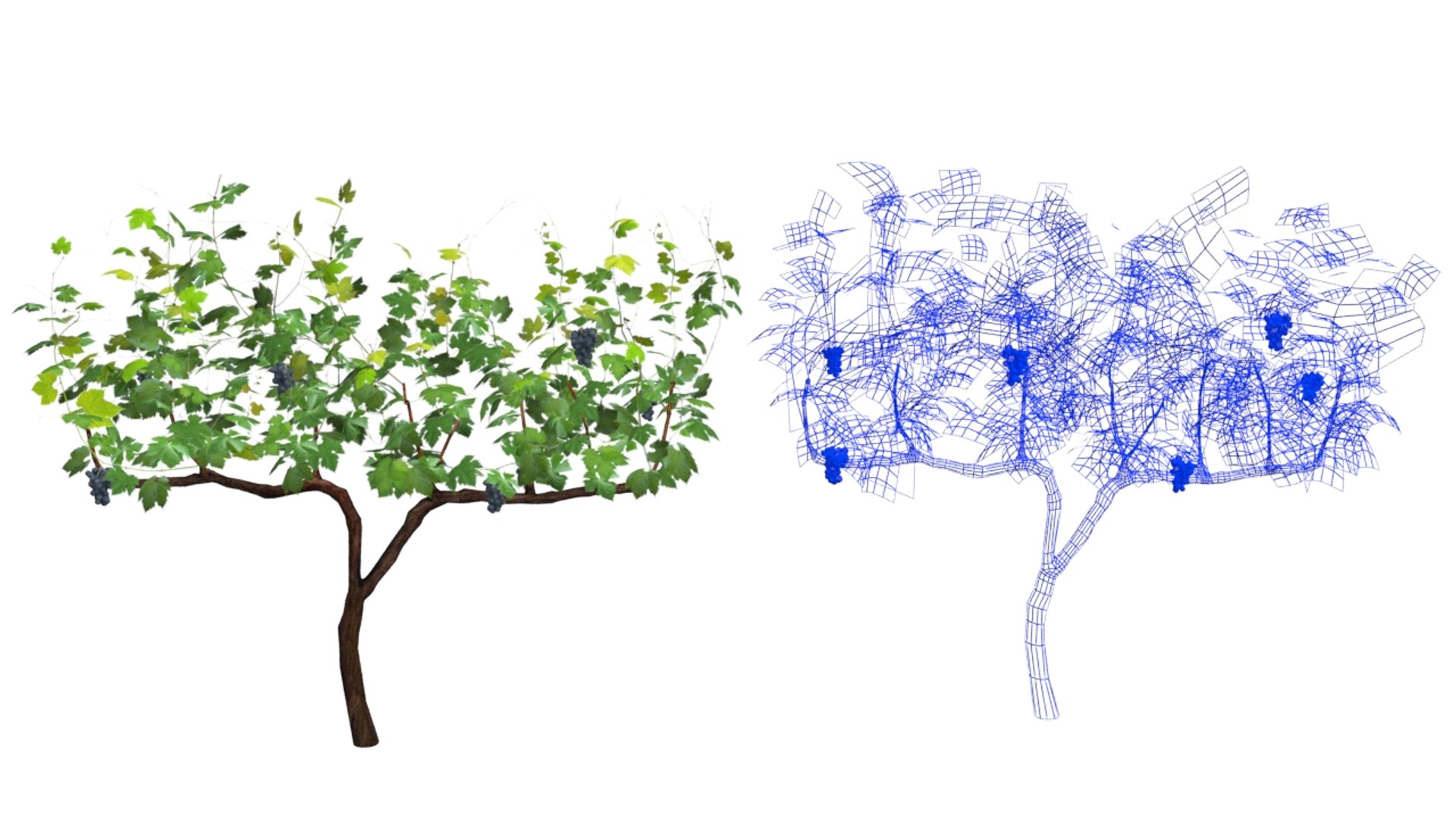 3D Vineyard Grapes Model - TurboSquid 1419013