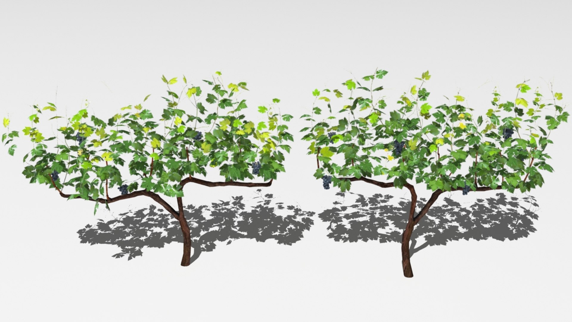 3D Vineyard Grapes Model - TurboSquid 1419013