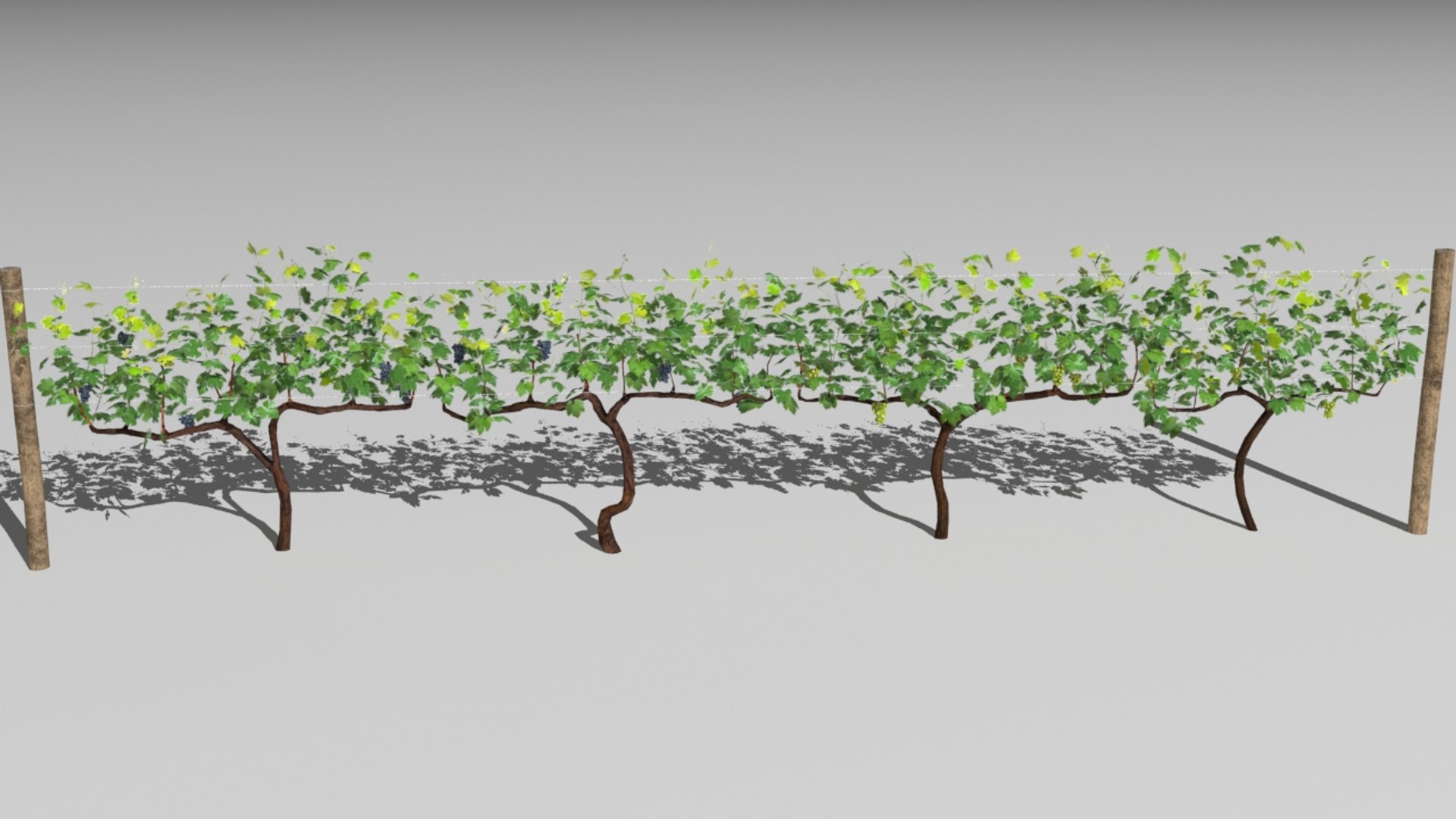 3D Vineyard Grapes Model - TurboSquid 1419013