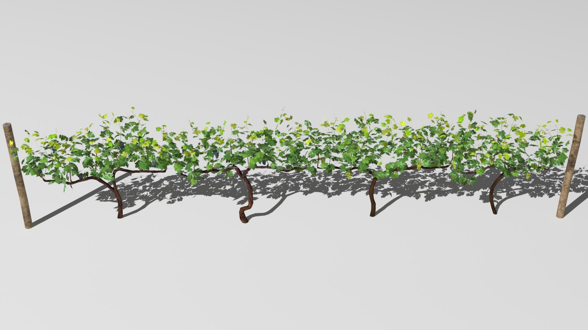 3D Vineyard Grapes Model - TurboSquid 1419013