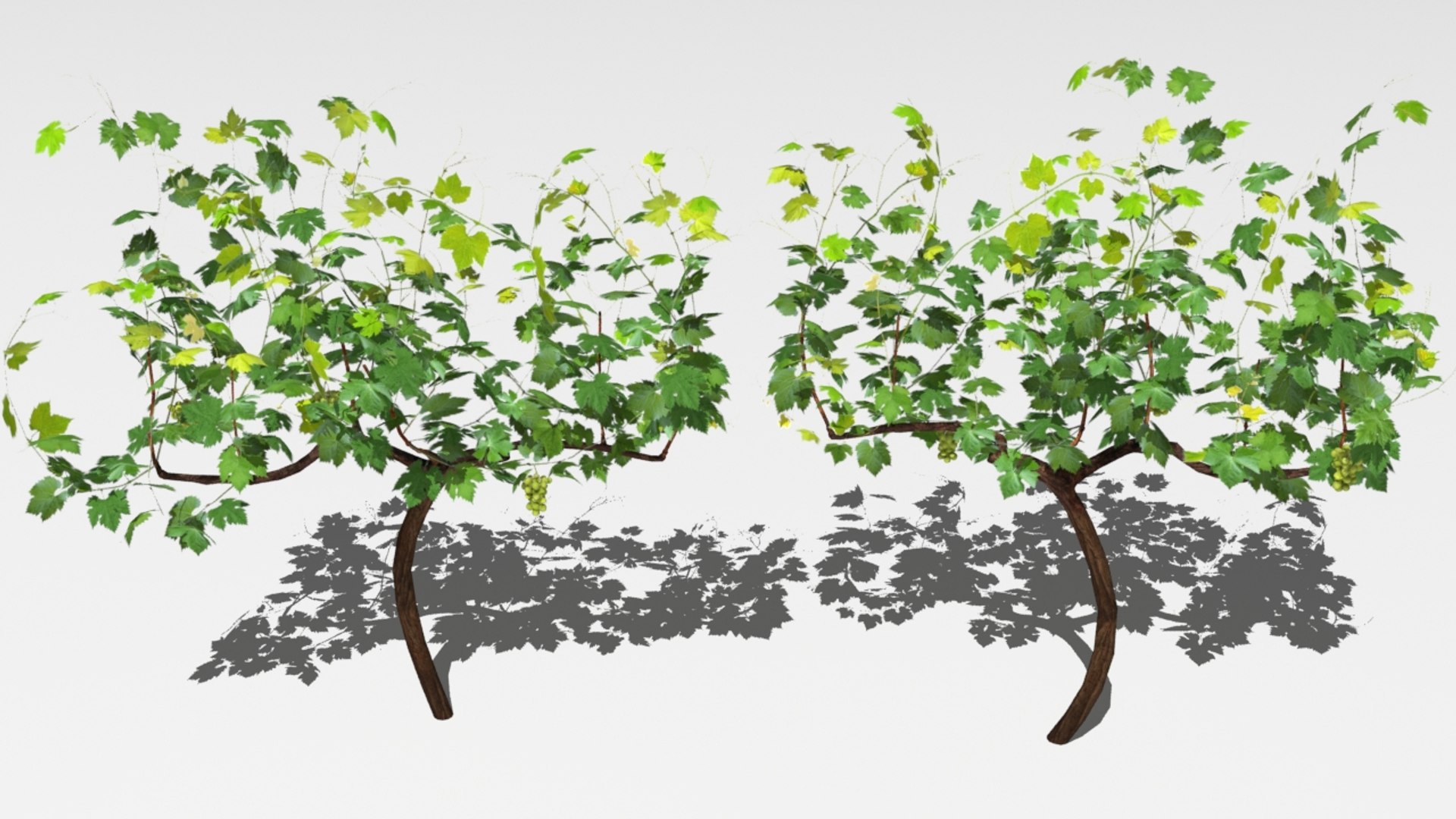 3D Vineyard Grapes Model - TurboSquid 1419013