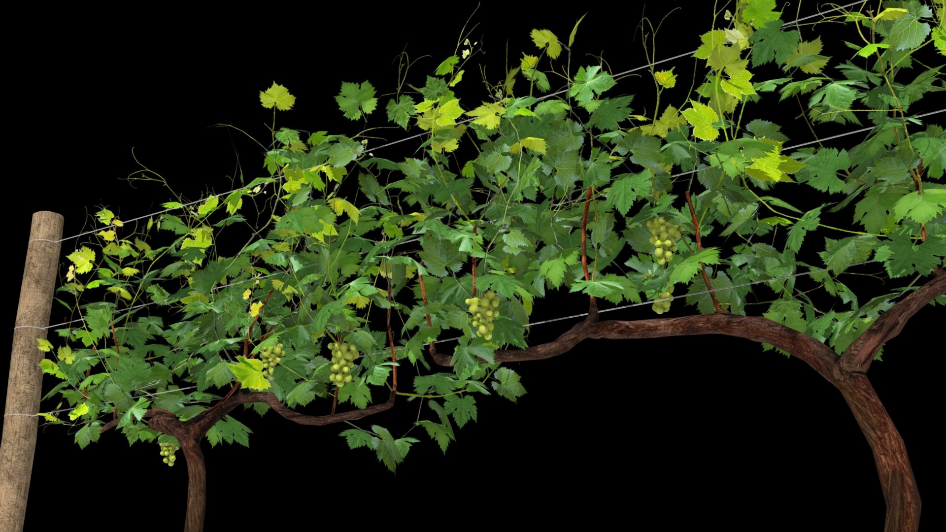 3D Vineyard Grapes Model - TurboSquid 1419013