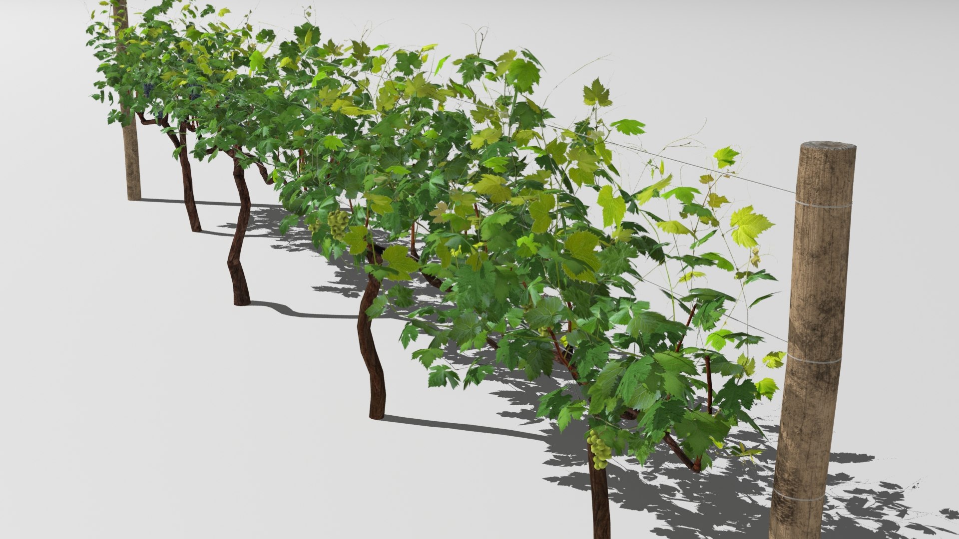 3D Vineyard Grapes Model - TurboSquid 1419013