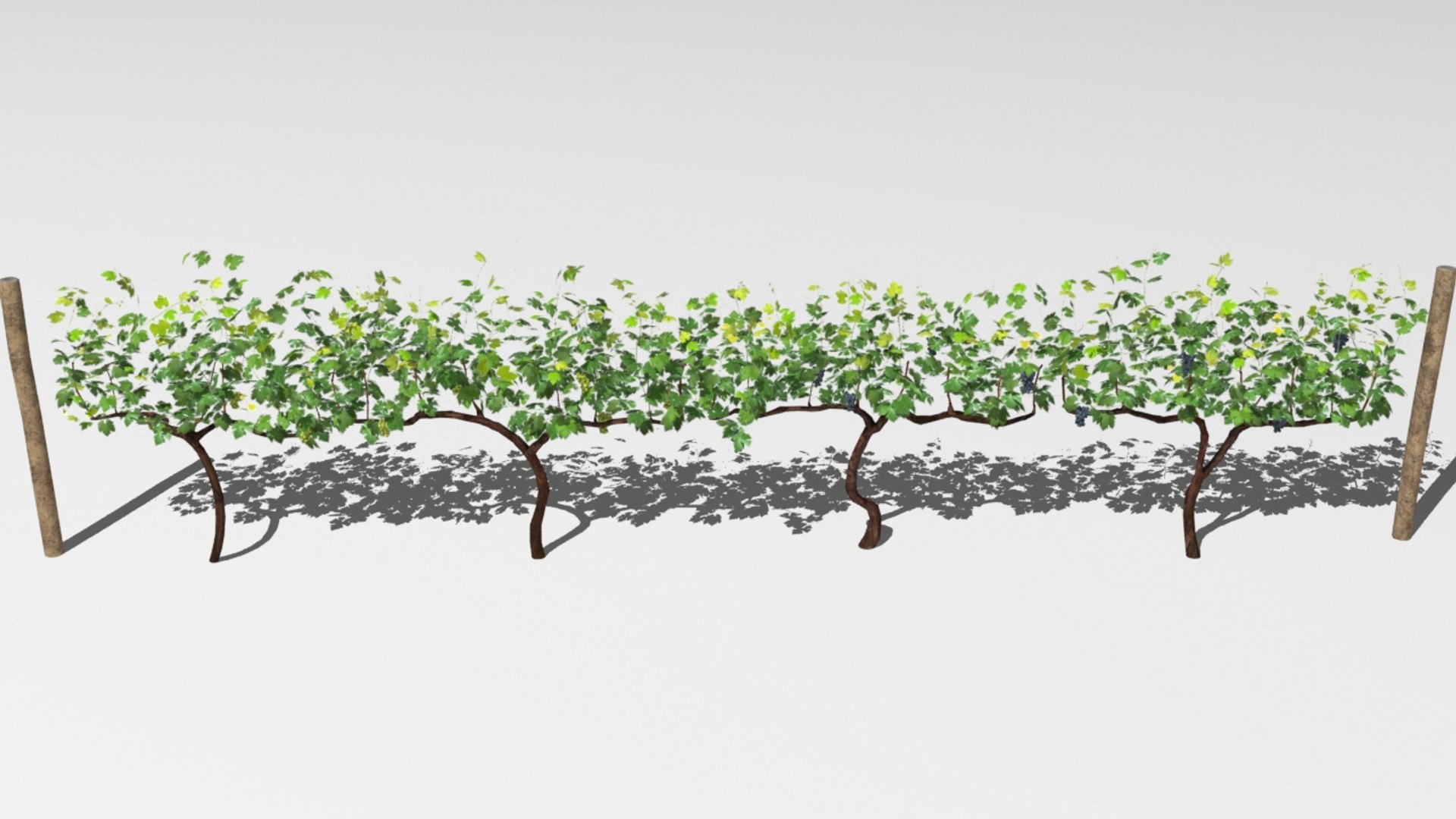 3D Vineyard Grapes Model - TurboSquid 1419013