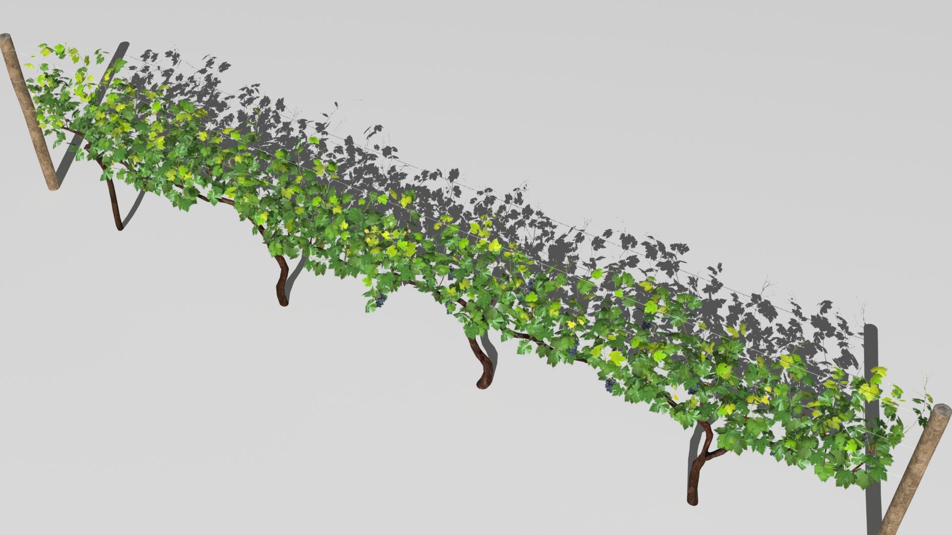 3D Vineyard Grapes Model - TurboSquid 1419013