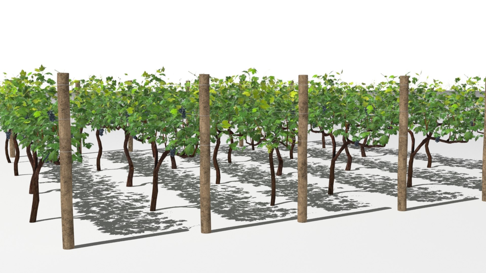 3D Vineyard Grapes Model - TurboSquid 1419013