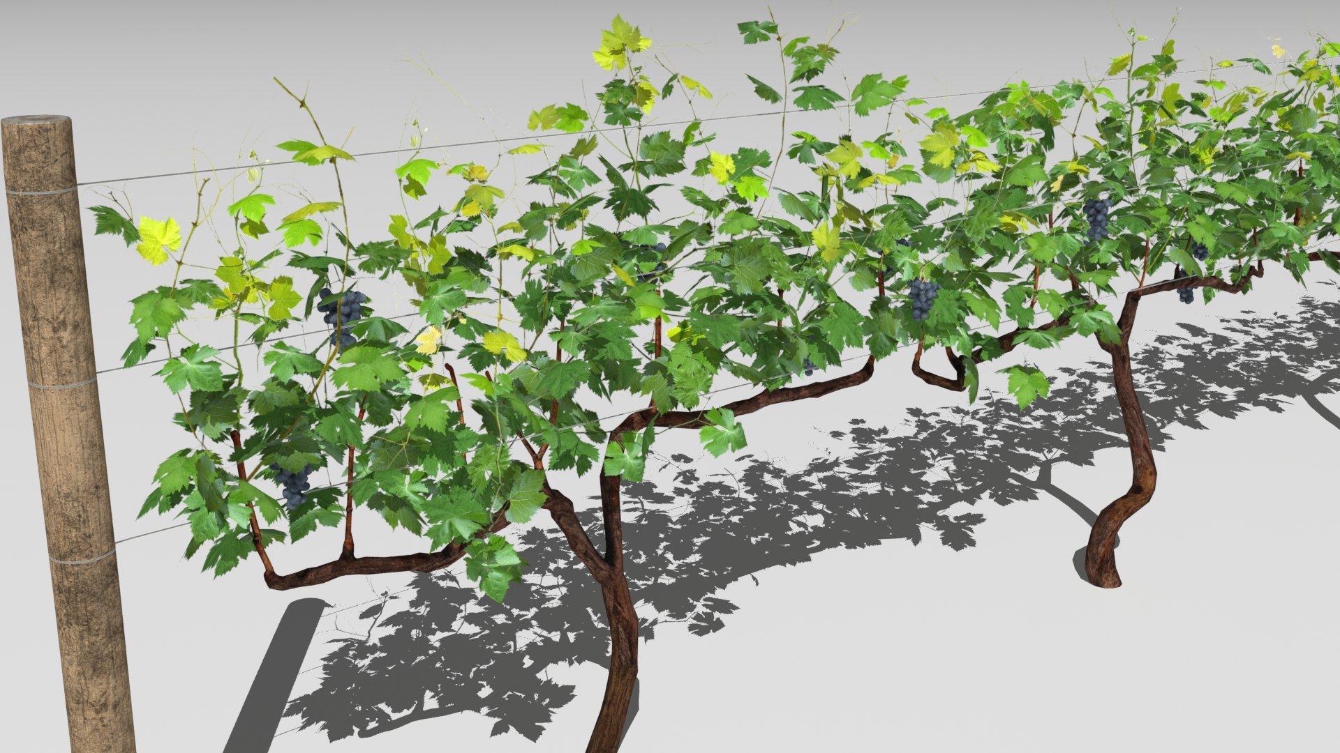 3D Vineyard Grapes Model - TurboSquid 1419013